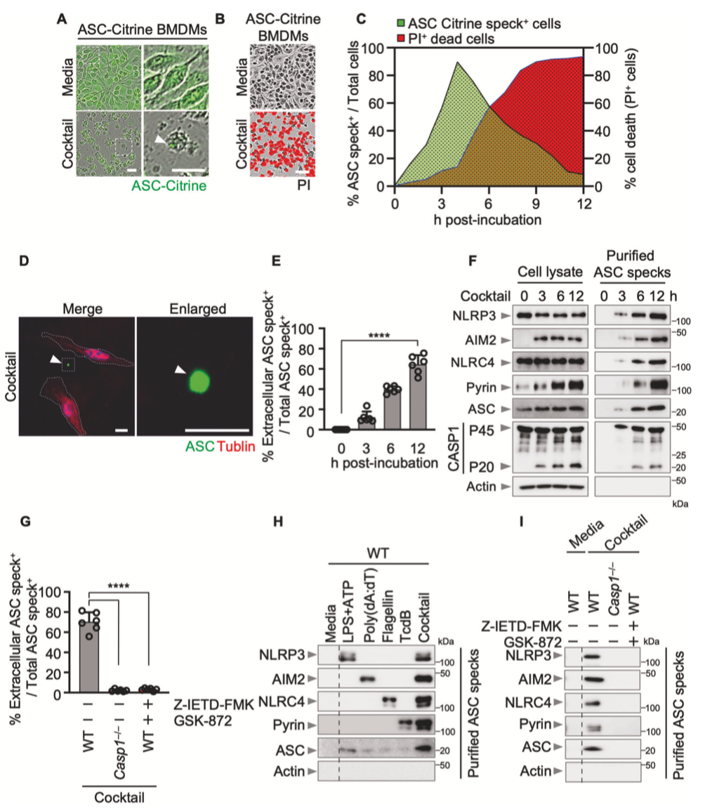 CMI丨综合 NLRP3、AIM2、NLRC4、Pyrin 炎症小体的激活和组装驱动 PANoptosis - 知乎