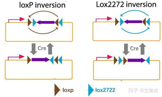 基因的时间开关——CreERT系统 - 知乎