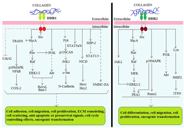 抗肿瘤药物靶标：DDR1/2 - 知乎