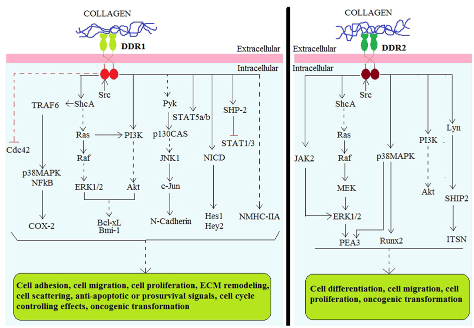抗肿瘤药物靶标：DDR1/2 - 知乎