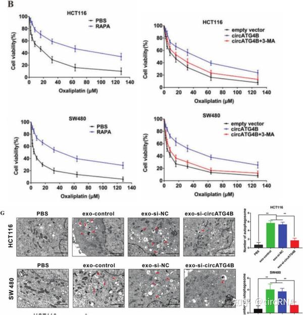 Advanced Science | 外泌体circRNA可编码新型蛋白质诱导结直肠癌细胞自噬并产生奥沙利铂耐药性 - 知乎