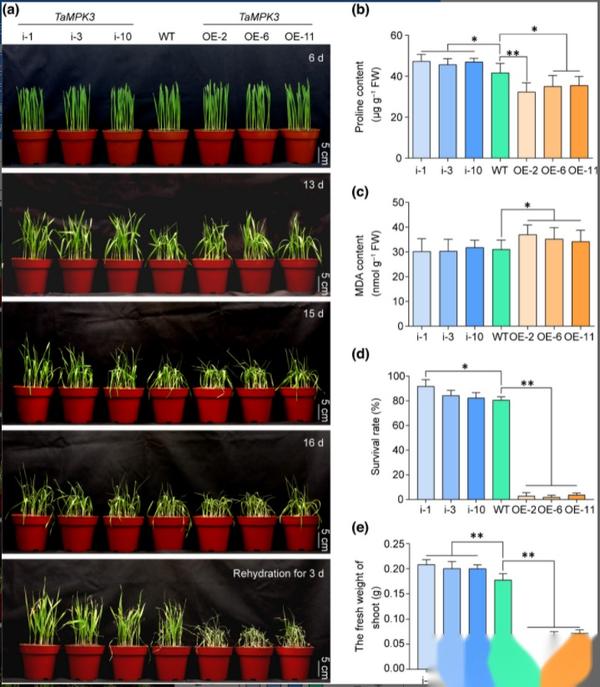 【New Phytol】丝裂原活化蛋白激酶TaMPK3通过破坏小麦中TaPYL4受体的稳定性来抑制 植物对ABA的反应 - 知乎