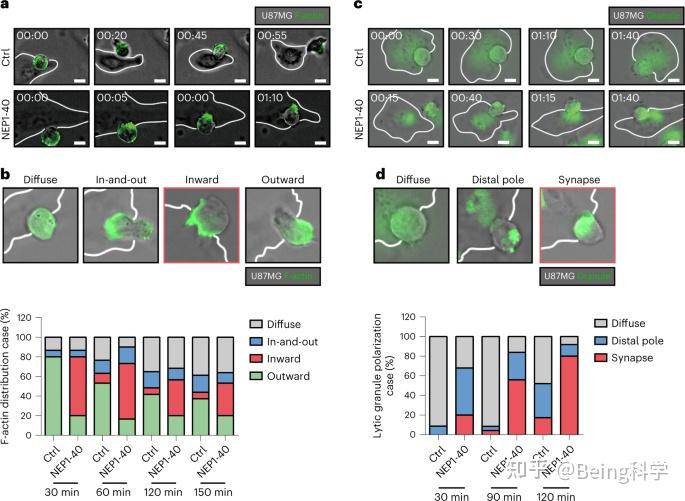 发现 | 新型NK细胞抑制受体NgR1，可破坏免疫突触稳定性！ - 知乎