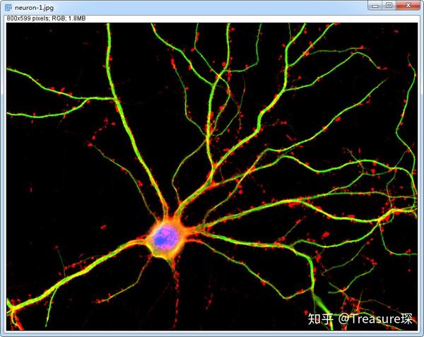ImageJ实用技巧——荧光&明场图片合并和分割(基本功能篇) - 知乎