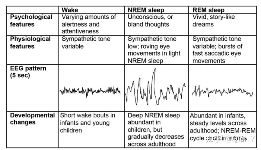 中缝核（Raphe）的奥秘 - 知乎