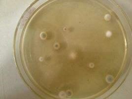 YPD培养基 - 知乎