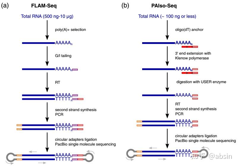 mRNA质量检测之poly A尾检测方法 - 知乎