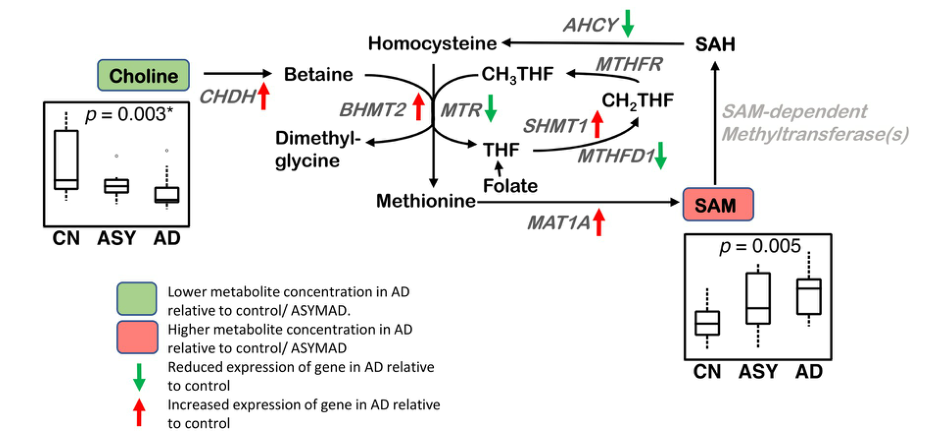 PLoS Med｜转录组+代谢组又一力作——阿尔兹海默症转甲基化及多胺通路代谢失调 - 知乎