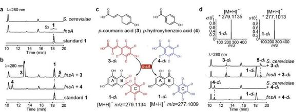 Nat Commun︱尹文兵团队发现真菌合成黄酮柚皮素的新途径 - 知乎