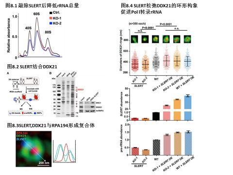 国内长非编码RNA又一篇cell！9张图带你看完sno-lncRNA的研究历程 - 知乎