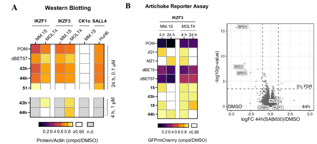 ARV766结构的3处改变使其优先被考虑推至3期临床 - 知乎