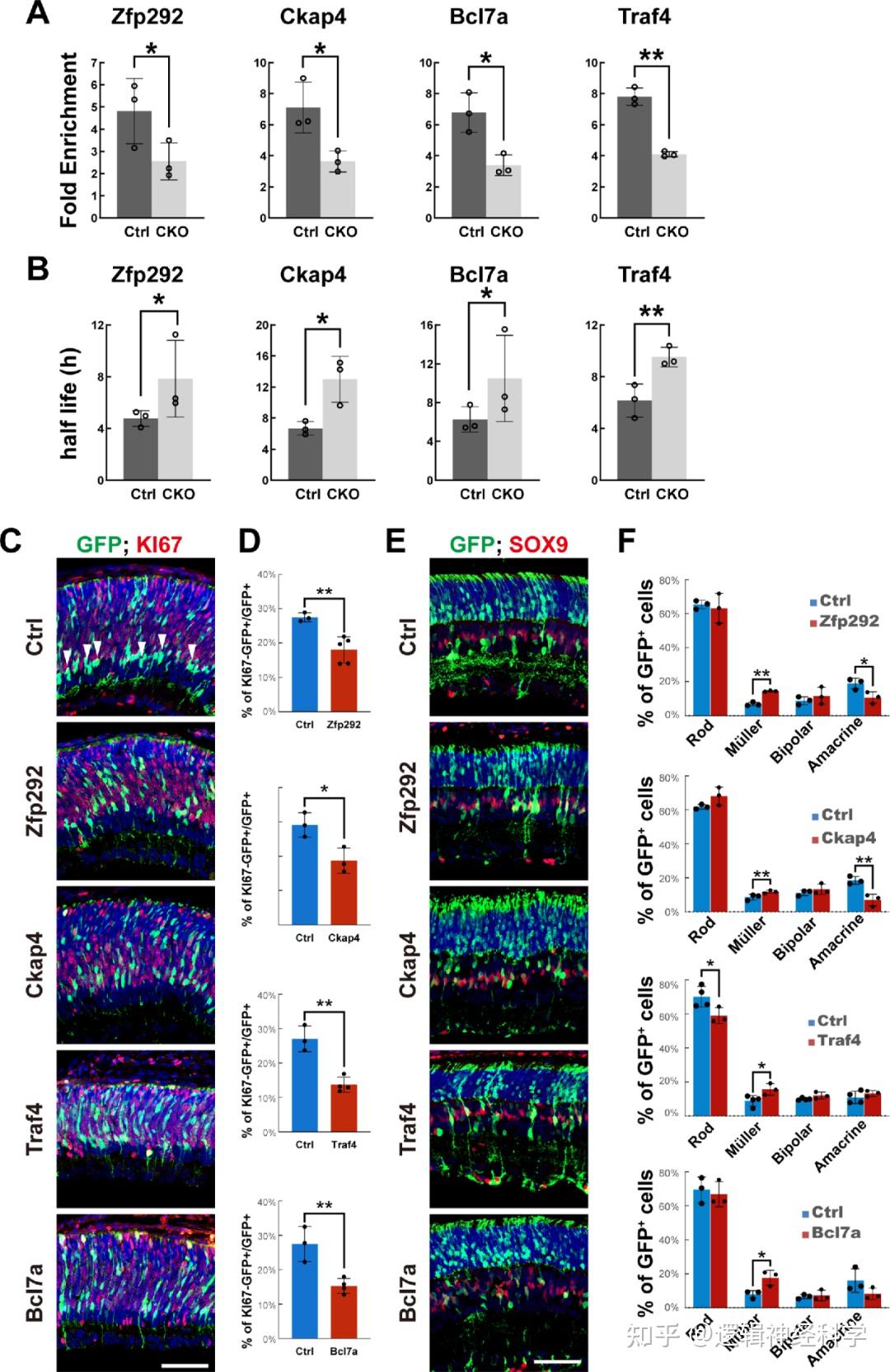 eLife︱中山大学中山眼科中心陈舒怡团队首次揭示神经祖细胞与神经胶质细胞状态转换的m6A表观转录调控机制 - 知乎