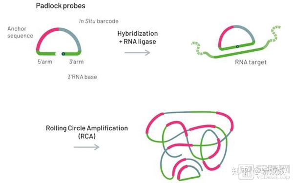 空间转录组测序，原位测序，必将成下一个热点！ - 知乎