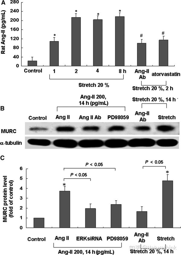 阿托伐他汀通过抑制容量超负荷和循环拉伸诱导的 MURC 对心肌细胞肥大产生影响 - 知乎