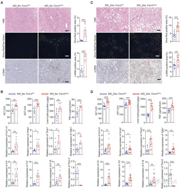文献学习002——TREM2 依赖的胞葬调控肝脏炎症和NASH发展 - 知乎