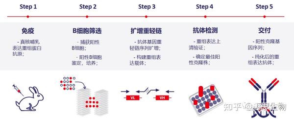 兔单b细胞 抗独特型抗体开发 知乎