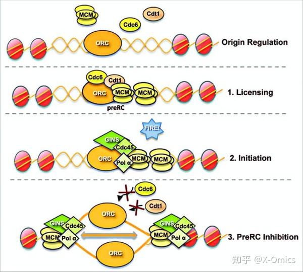 Nature子刊 | 转录决定人类细胞中DNA复制的起始和终止 - 知乎