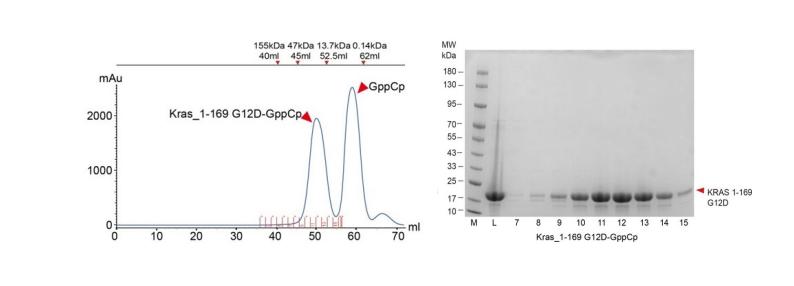案例分享|蛋白表达纯化KRAS G12D - 知乎