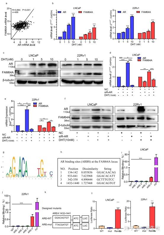 FAM64A 是前列腺癌中雄激素受体调节的反馈肿瘤启动子 - 知乎