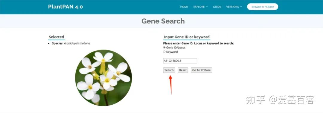 PlantPAN 4.0:探索植物转录因子和启动子的调控数据库 - 知乎