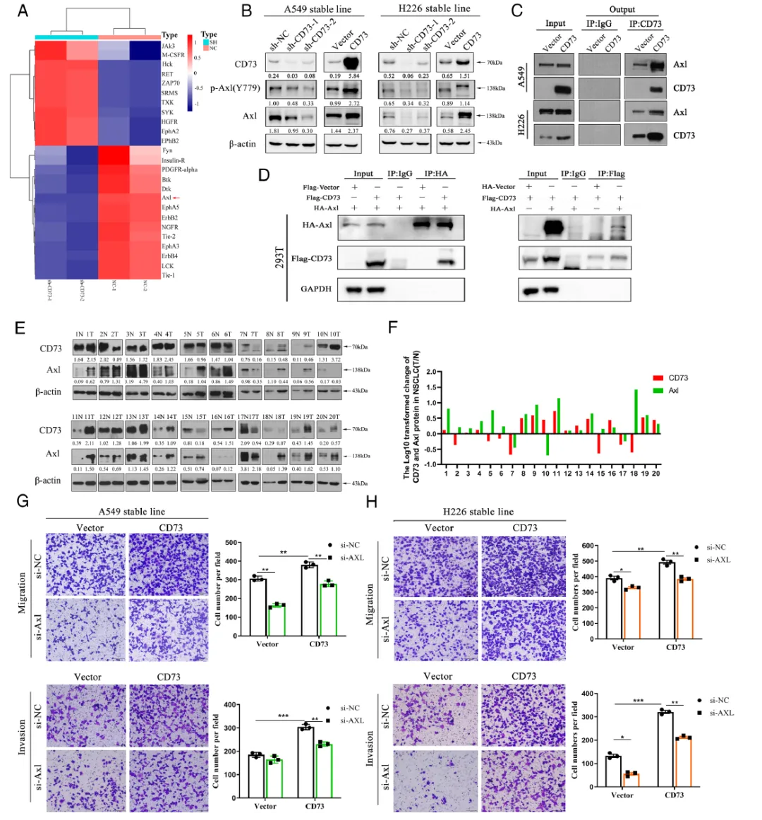 RayBio磷酸化检测芯片结合单细胞测序筛选非抑制小细胞肺癌（NSCLC）迁移及侵袭的关键靶标CD73/Axl - 知乎