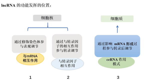 lncRNA的四大作用模型 - 知乎