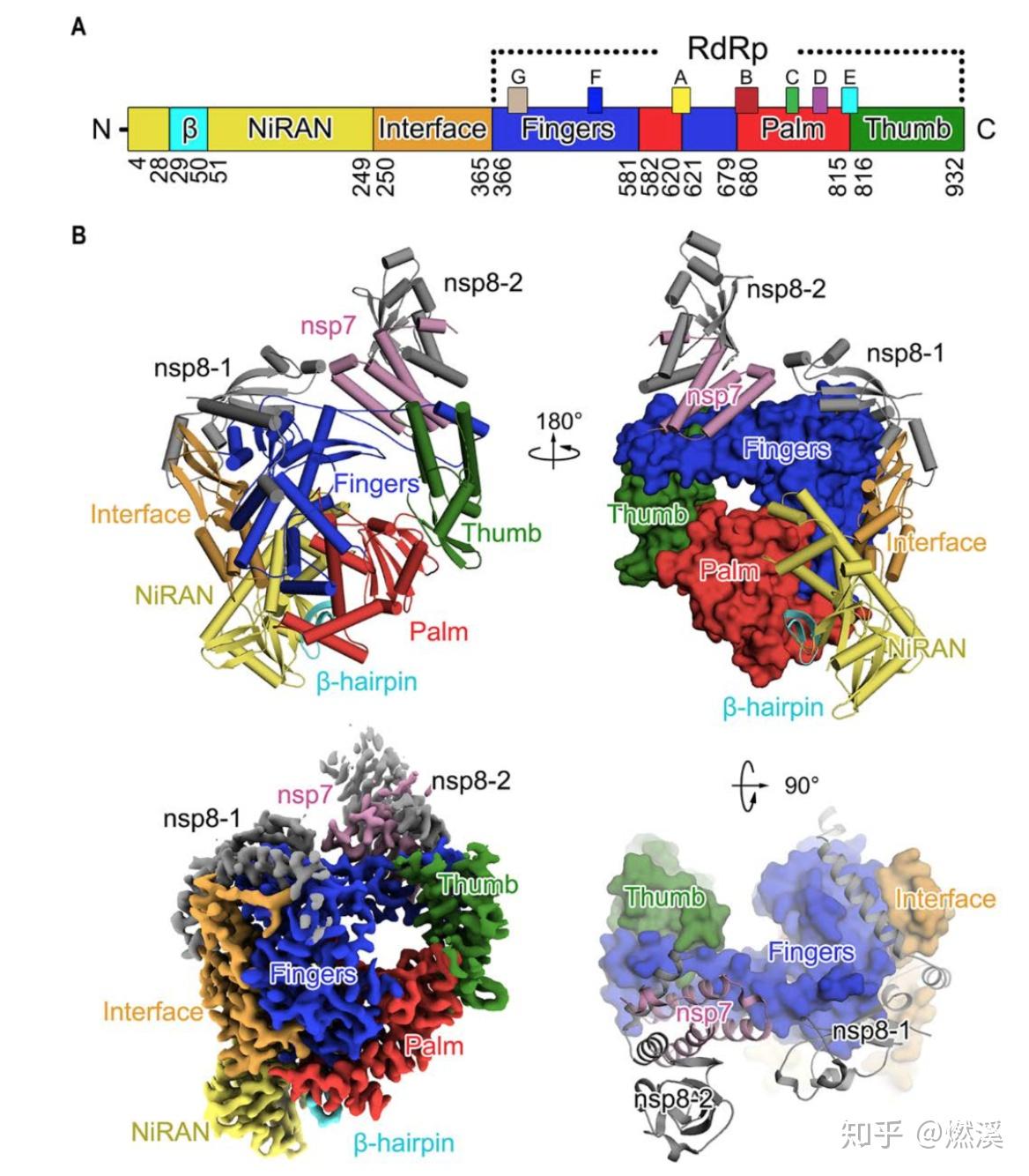 抗病毒药物靶点—病毒RNA复制酶 - 知乎