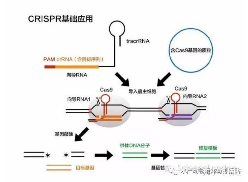 基因编辑技术CRISPR-Cas的“前世今生” - 知乎