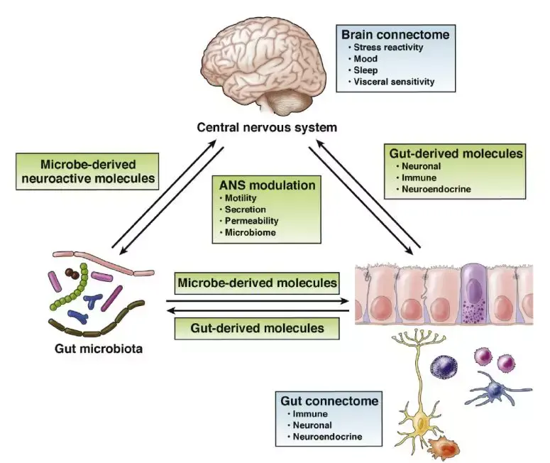 Cell Research特别报道 | 耿美玉团队揭示中国原创阿尔茨海默病新药GV-971的作用机理 - 知乎