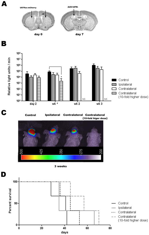 AAV在治疗肿瘤疾病方面的应用 - 知乎