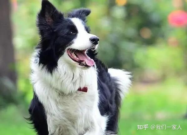 告诉你一个秘密:养狗,最好养边牧犬 知乎
