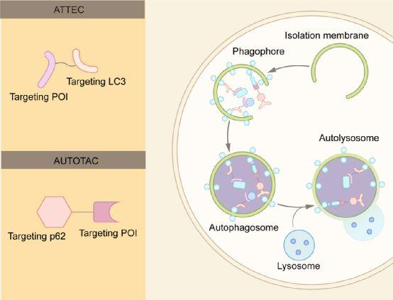 靶向蛋白质降解：机制、策略和应用 - 知乎