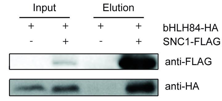 【开讲啦】研究蛋白-蛋白相互作用之Co-IP protocol - 知乎