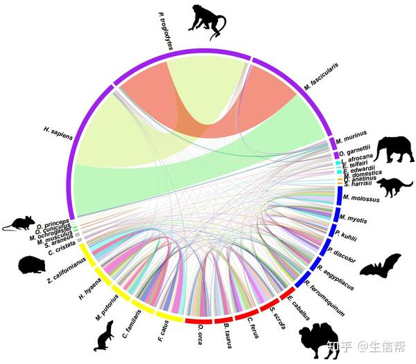 MBE｜比较基因组微合成揭示了哺乳动物中核线粒体片段（NUMTs）的快速进化(详细解读) - 知乎