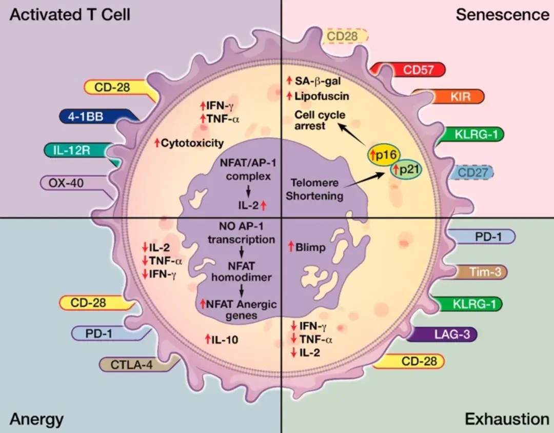 T 细胞大观：T 细胞亚群！ - 知乎