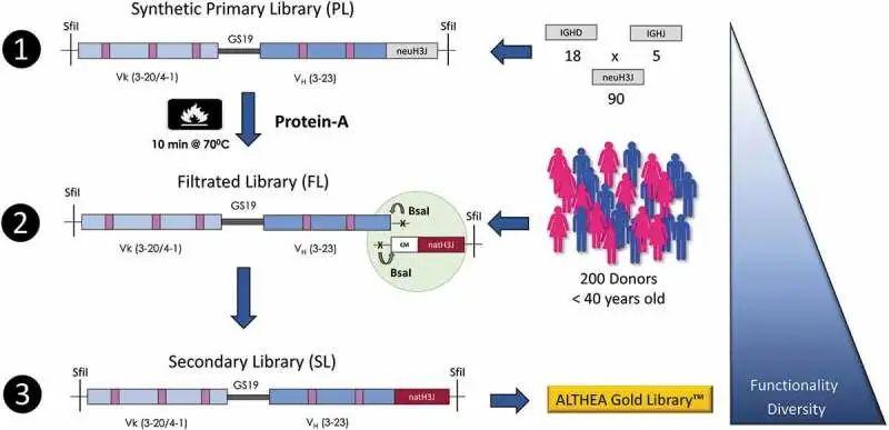 高效发现治疗性抗体——噬菌体展示文库的进化之路 - 知乎
