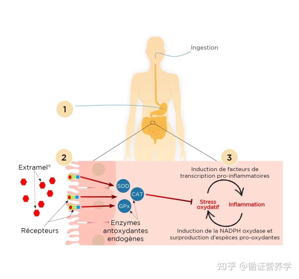功能营养篇-超氧化物歧化酶（SOD) - 知乎