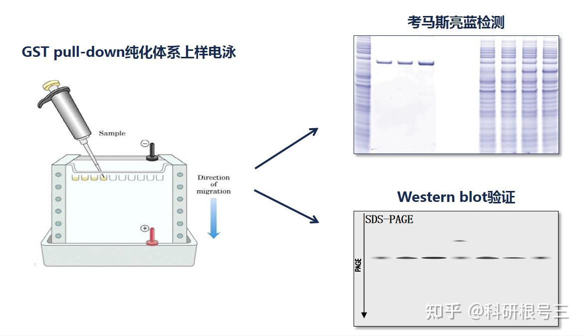 验证蛋白-蛋白相互作用，GST pull-down实验全流程与结果详细解读 - 知乎