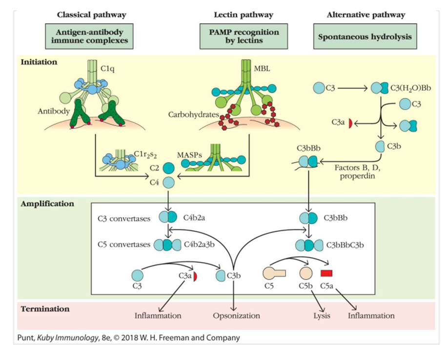 免疫学整理--细胞因子&补体系统 - 知乎