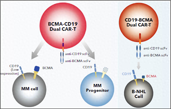 亘喜生物靠这款CAR-T获得AZ青睐？BCMA/CD19 CAR-T研发进展一览 - 知乎