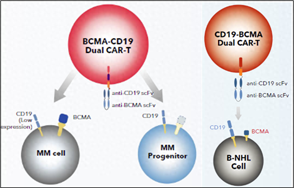 亘喜生物靠这款CAR-T获得AZ青睐？BCMA/CD19 CAR-T研发进展一览 - 知乎