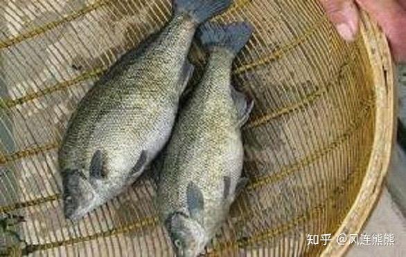 澳洲银鲈鱼 - 知乎