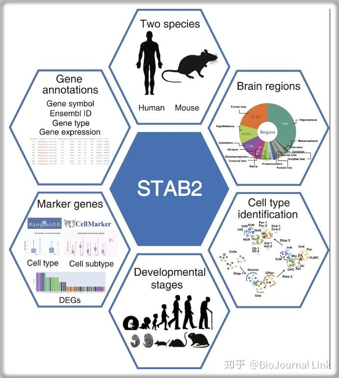 数据库介绍 | STAB2：一个人类和小鼠大脑的空间时间细胞图谱的更新版 - 知乎