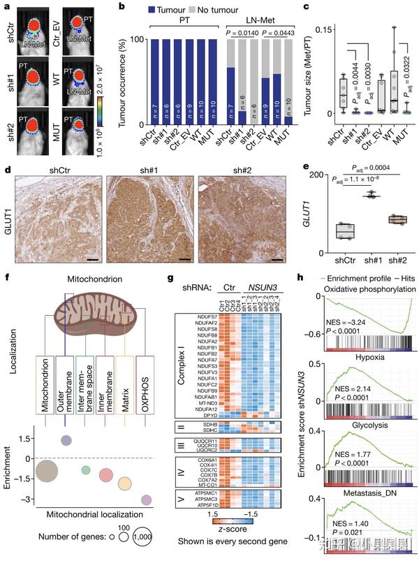 热点的相互碰撞---Nature研究证实，线粒体tRNA的m5C 修饰竟是肿瘤转移的发动机！ - 知乎