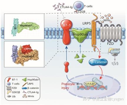 南方医院发现足细胞损伤的重要机制，有望改善靶向B7-1的肾病疗法 - 知乎