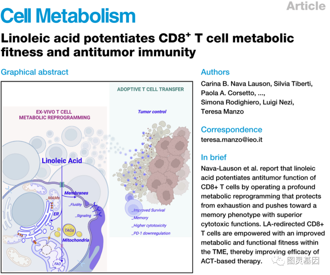 Cell Met ｜ 亚油酸通过强化线粒体，增强CD8+ T细胞的代谢适应性和抗肿瘤免疫 - 知乎