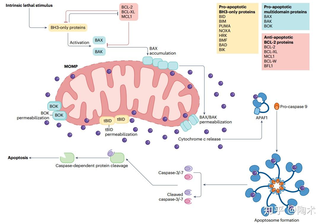 线粒体与细胞死亡？ - 知乎