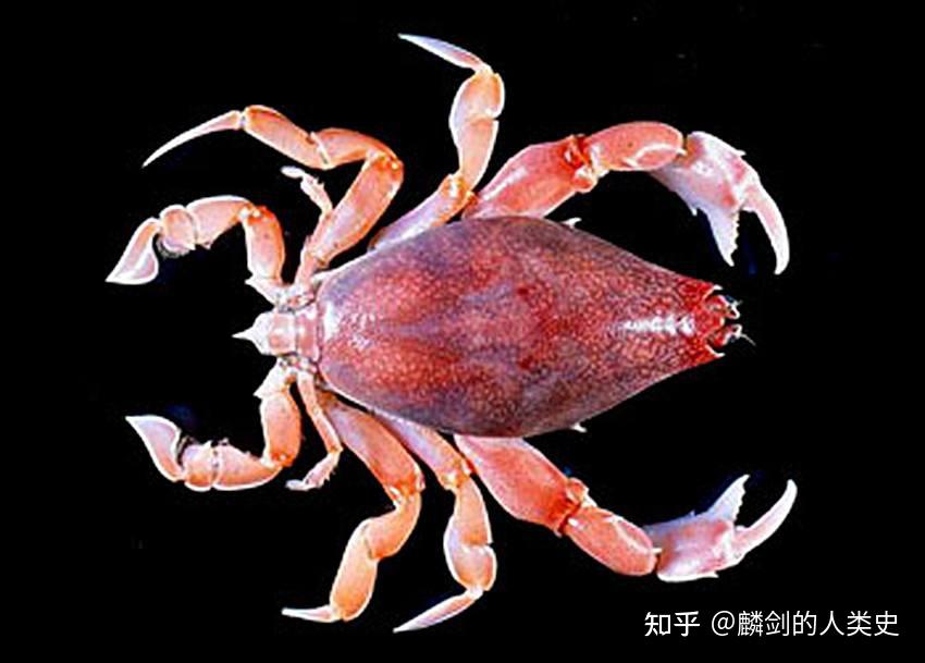 【动物界全系列】蛙蟹派—背足蟹亚科 - 知乎