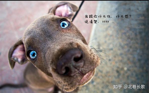 分享几个冷冷的「谐音梗」 知乎