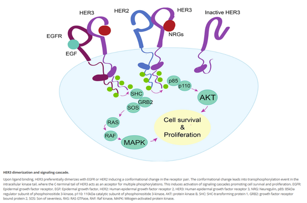 恒瑞SHR-A2009联合PD-L1获批临床，HER-3 ADC赛道持续升温！ - 知乎